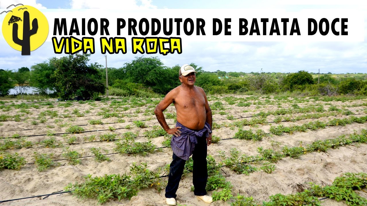 [VIDA NA ROÇA] Roça de Batata Doce | AGRICULTOR: Capote é o MAIOR ...