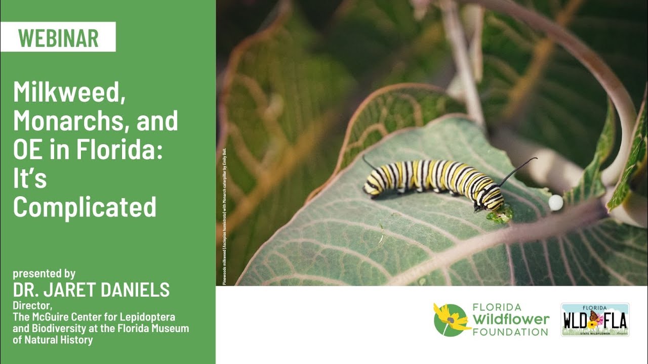 Milkweed, Monarchs and OE in Florida: It’s Complicated - YouTube