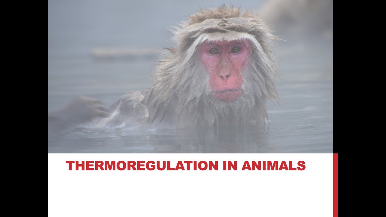 Homeostasis - Thermoregulation in Animals (Urdu) Chapter 15, Lecture 11 ...