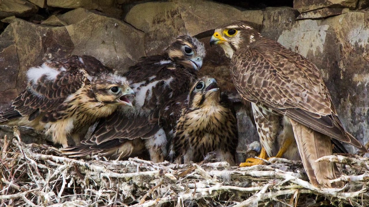 Birding--Weekends with the Prairie falcons - YouTube