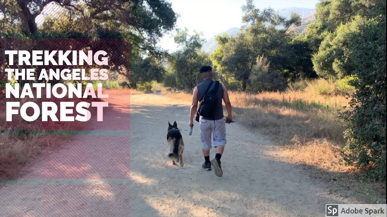 Trekking Through The Angeles National Forest With A Drone And A Dog ...