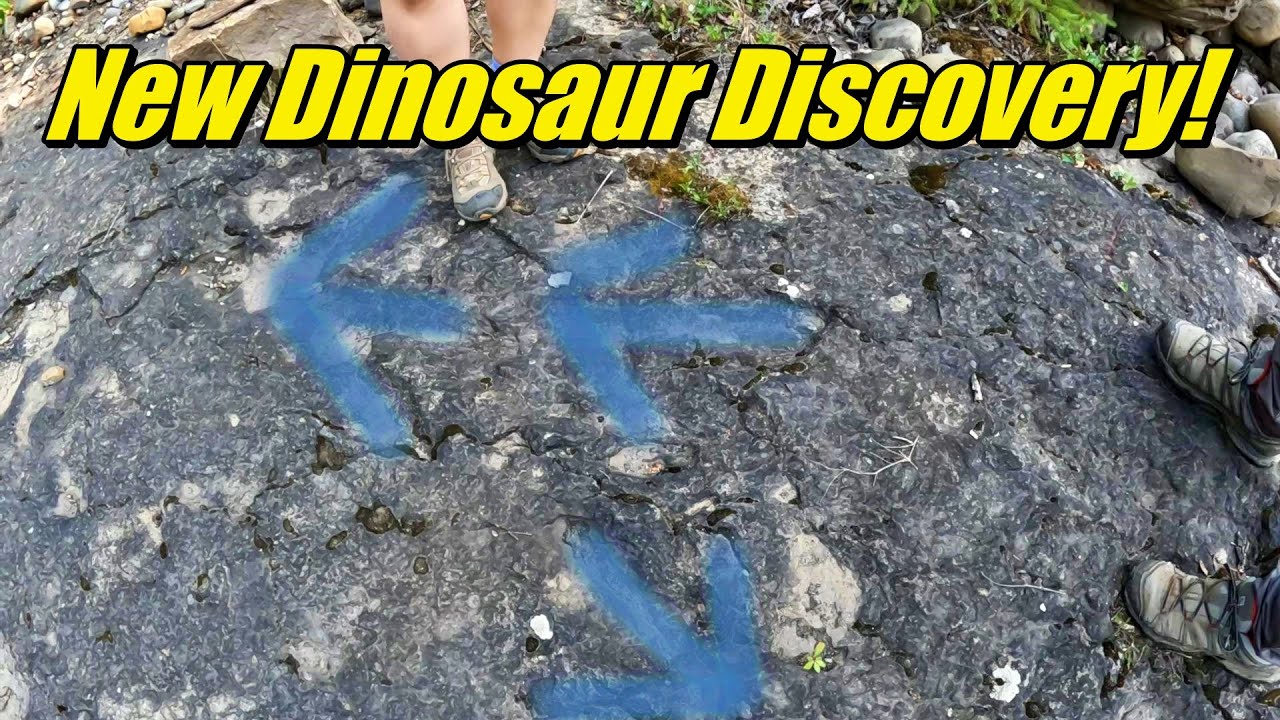 New Dinosaur Trackway Site Discovered in Northern BC! - Confirmed by ...