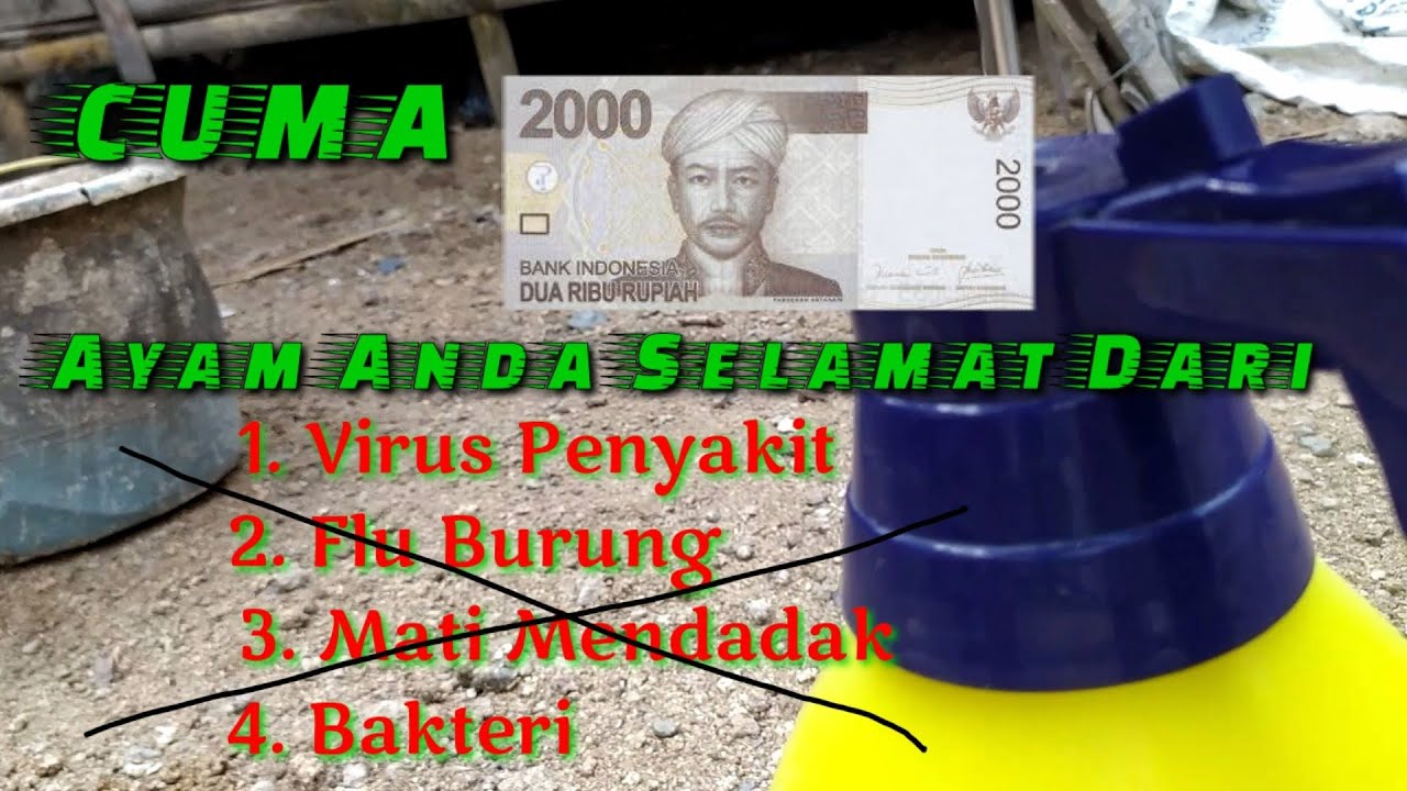 Basmi Virus & Bakteri Kandang Ayam Cuma 2000 - YouTube