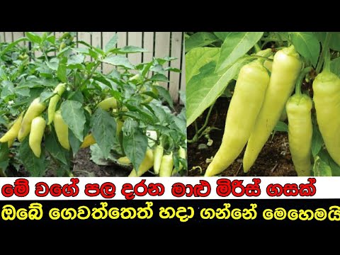 how to farm a capcium plant to take a big harvest. - YouTube