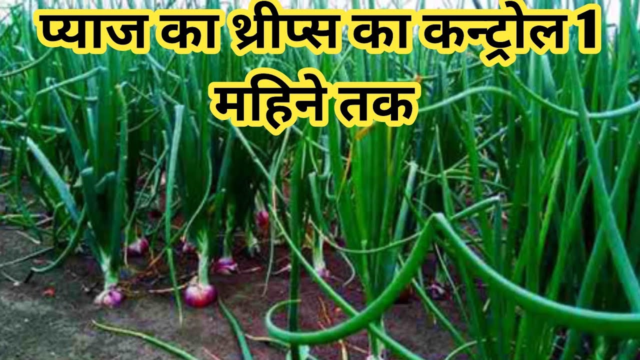 प्याज का थ्रिप्स का कन्ट्रोल एक महिने तक || celcoren || jump || pyaj ka ...