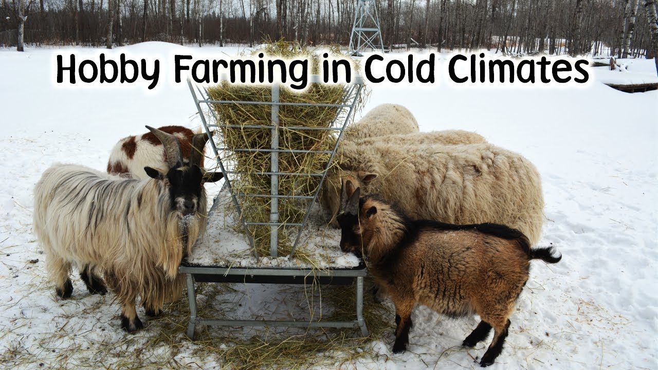 Hobby Farming in a Cold Climate - YouTube