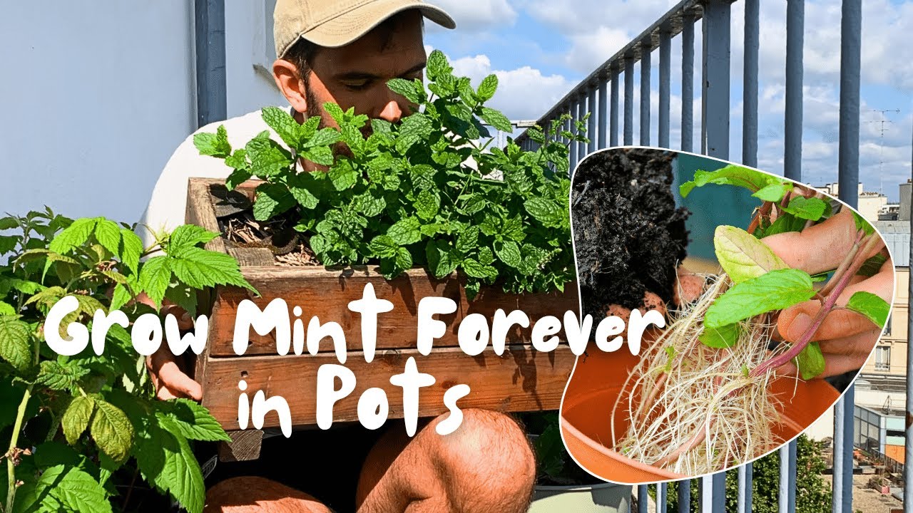 Never Buy Mint Again 🌿 How to Grow Mint Forever in Pots - YouTube