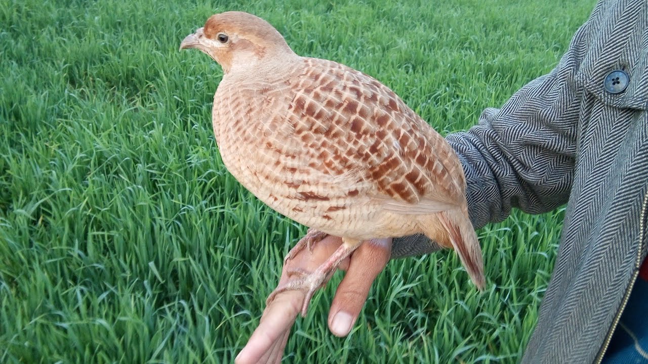 Dakhni teetar|teetar sound|teetar voice|Teetar awaj|gray francolin ...