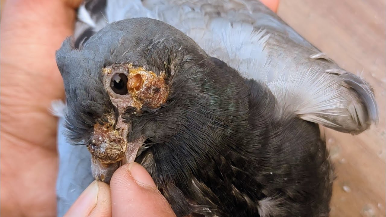 Pigeon pox remove - pigeon treatment - YouTube