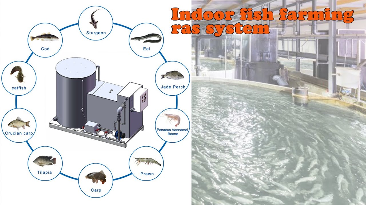 Aquaculture equipment indoor fish farming ras system - YouTube