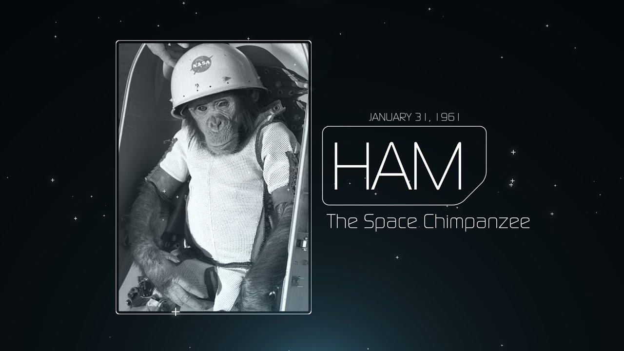Ham | The Space Chimpanzee - YouTube