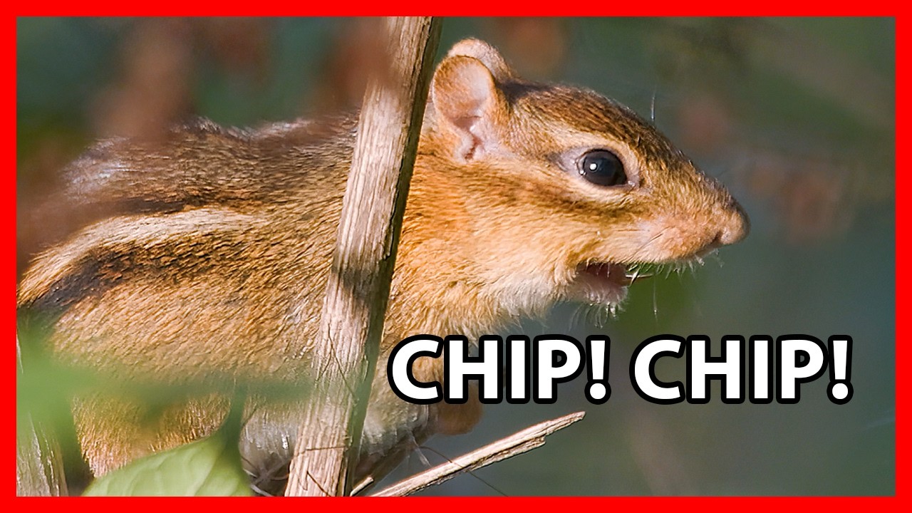 Eastern Chipmunk Calls, Sounds, Chirps - YouTube