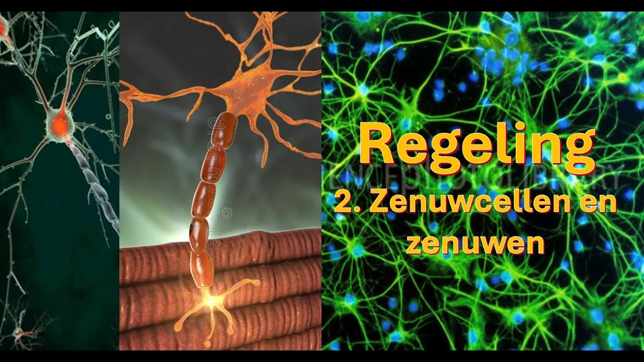 Regeling, 2 Zenuwcellen en zenuwen - YouTube