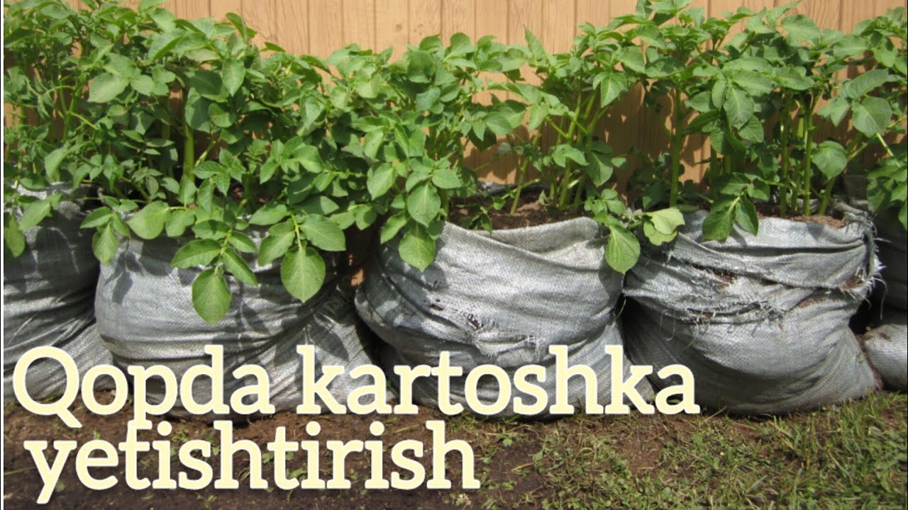 Qopda kartoshka yetishtirish #daromat #yangilik #tajriba #natija # ...