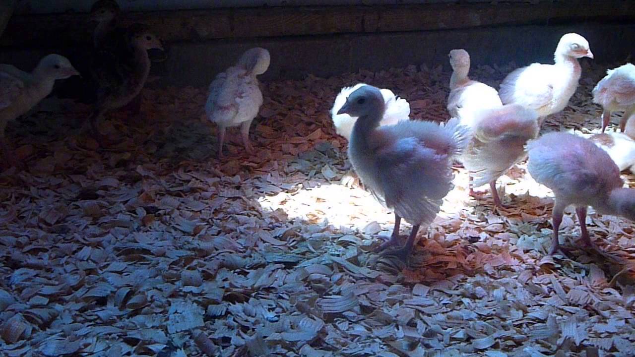 Week old Midget White & BB Bronze turkey poults displaying & strutting ...