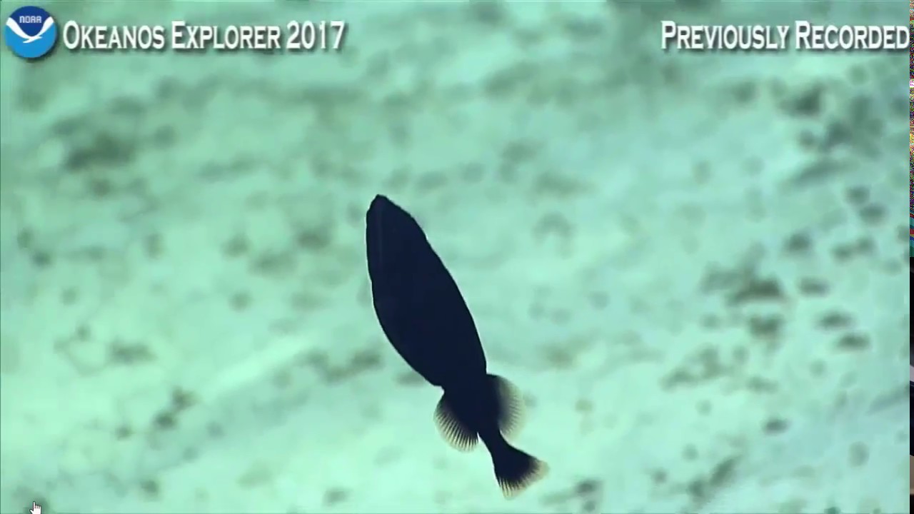 Cetomimid-Whalefish Okeanos 2017 Pacific MPA - YouTube