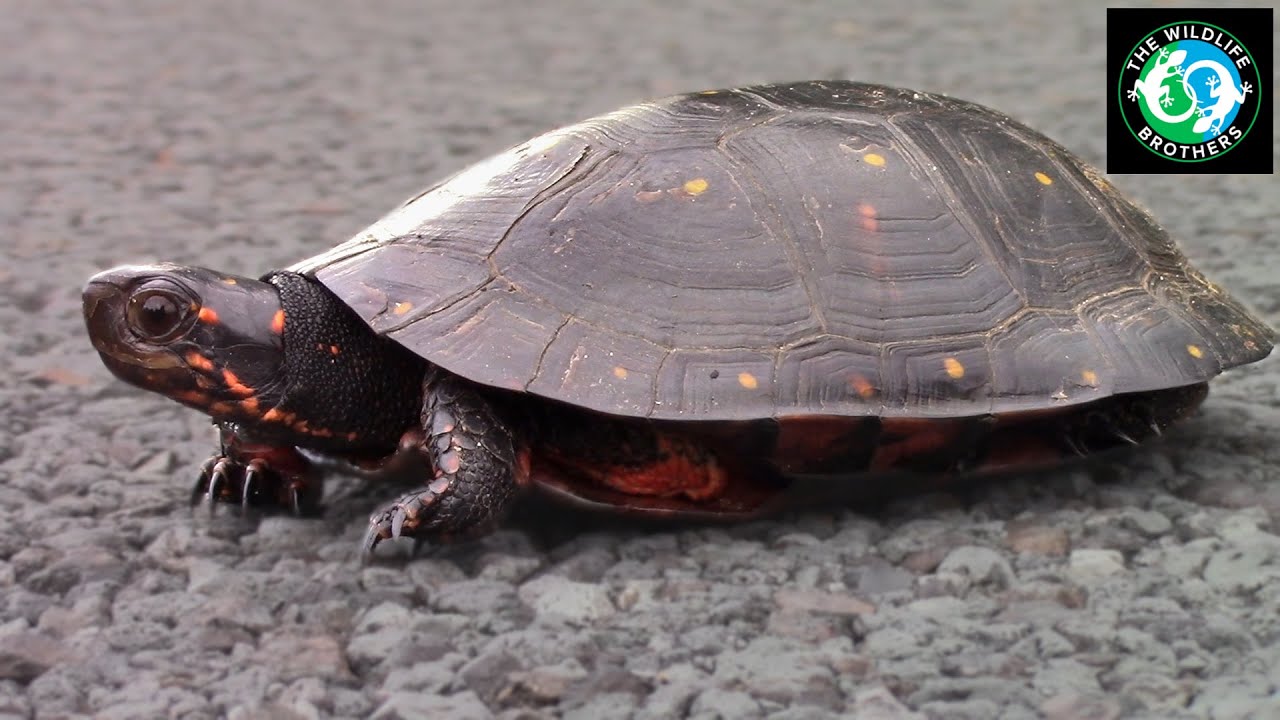 The Most Dangerous Part of a Turtle's Life! Helping an ENDANGERED ...