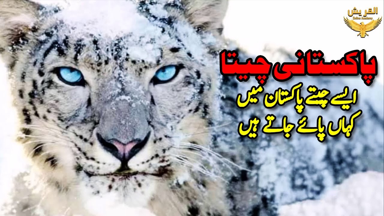 Pakistani Cheetah | Complete Story Of Pakistan's Cheetah 2023 ...