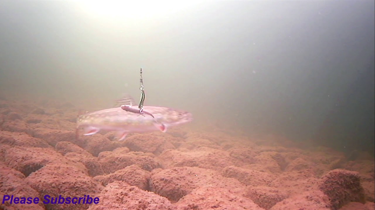 HD Brook Trout Strikes !!!!(Ice Fishing) - YouTube