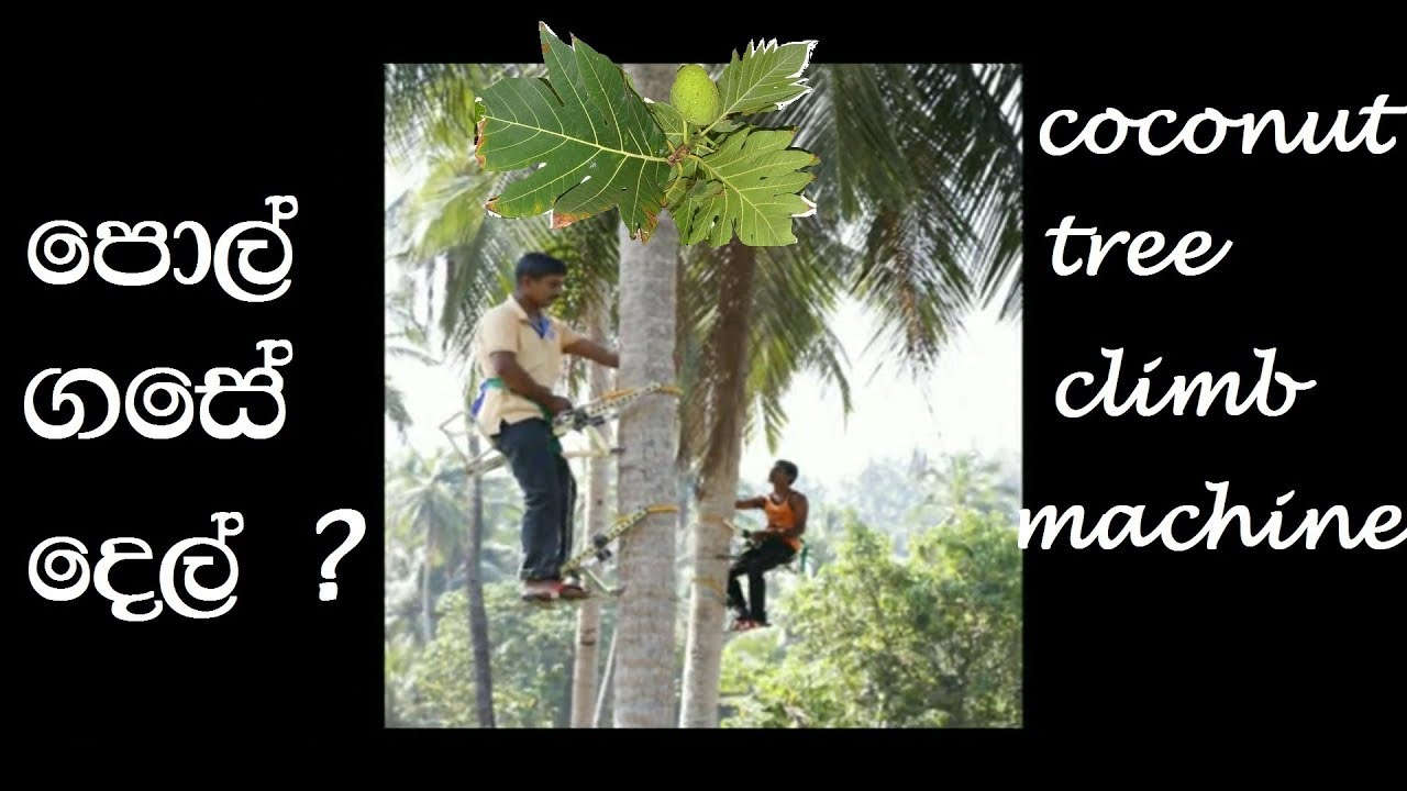 Awesome Coconut Tree climber - YouTube