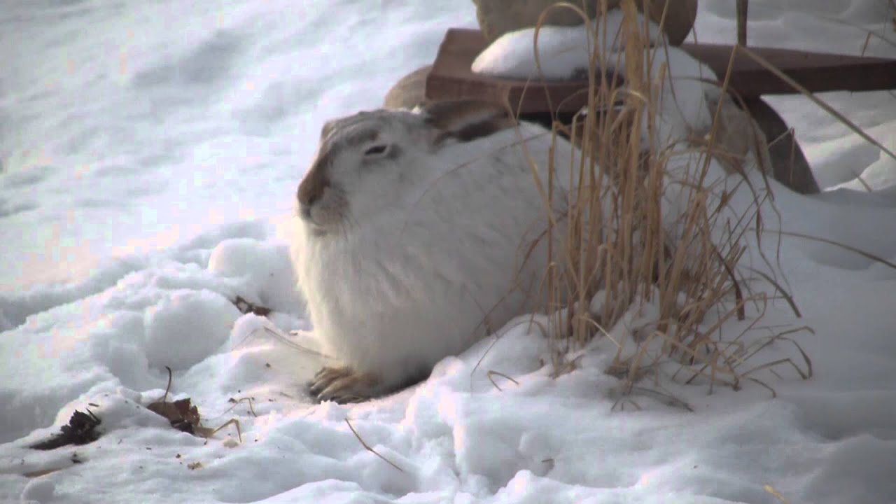 White rabbit in the city of Edmonton, Alberta, Canada - YouTube