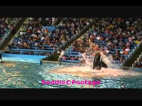 The Shamu Story - Oct 23rd 2010 - Part 1 - YouTube