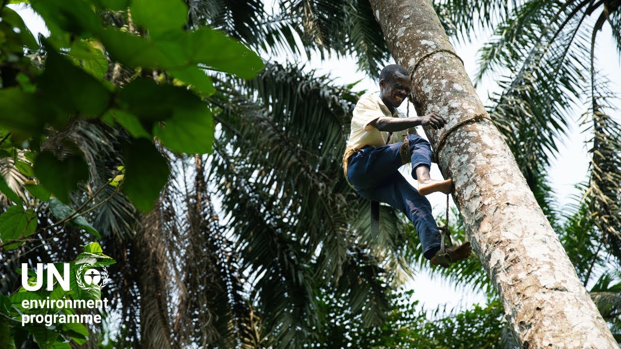 How the DRC is protecting forests and maintaining livelihoods # ...