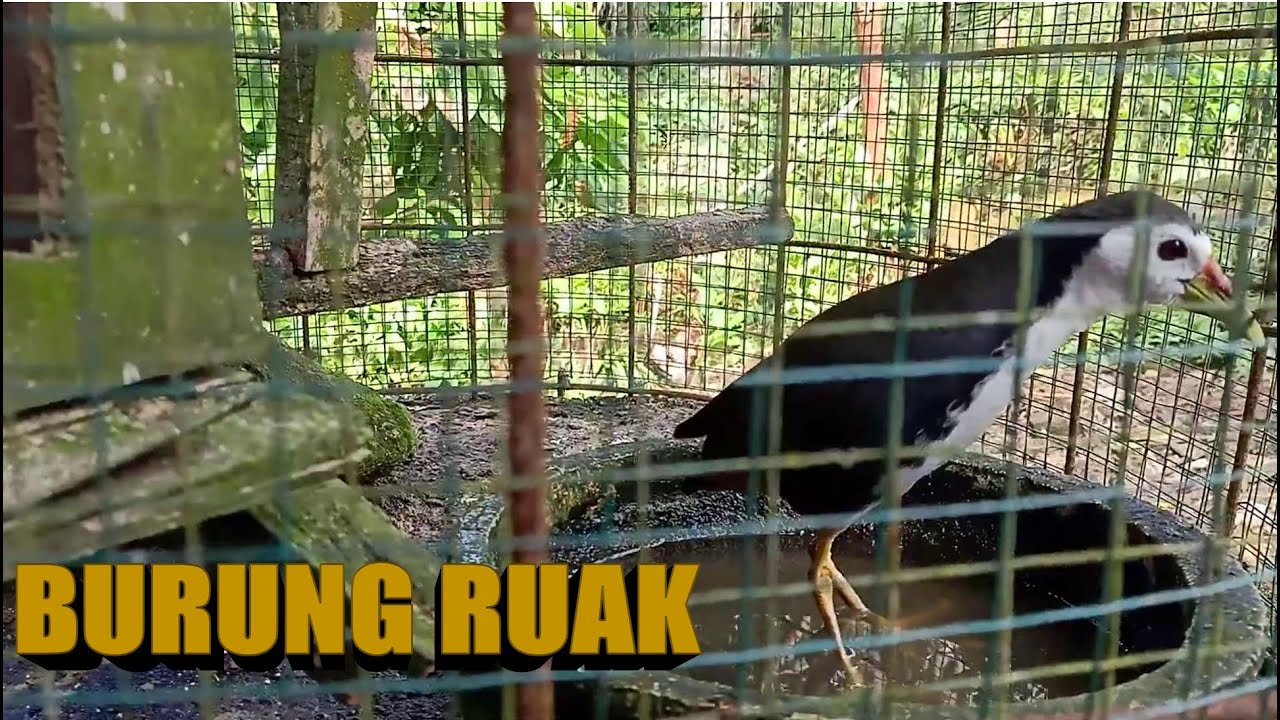 Burung Ruak Ruak - YouTube