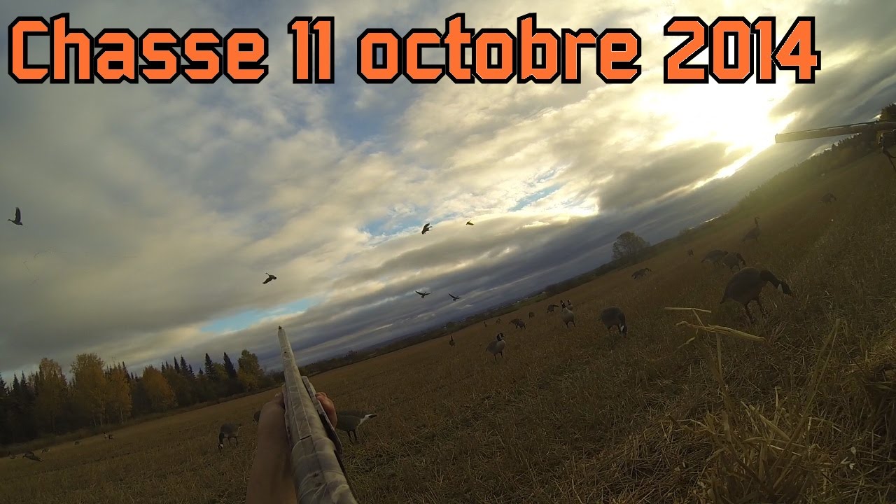 Chasse Outardes au champ - Canada Goose Hunt 2014 - YouTube