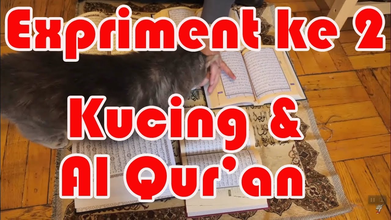 Expriment ke 2 tentang Kucing dan Al Quran - YouTube