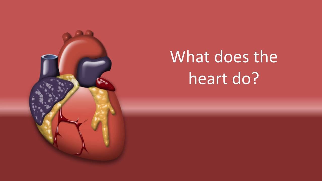 What does the heart do ? - YouTube