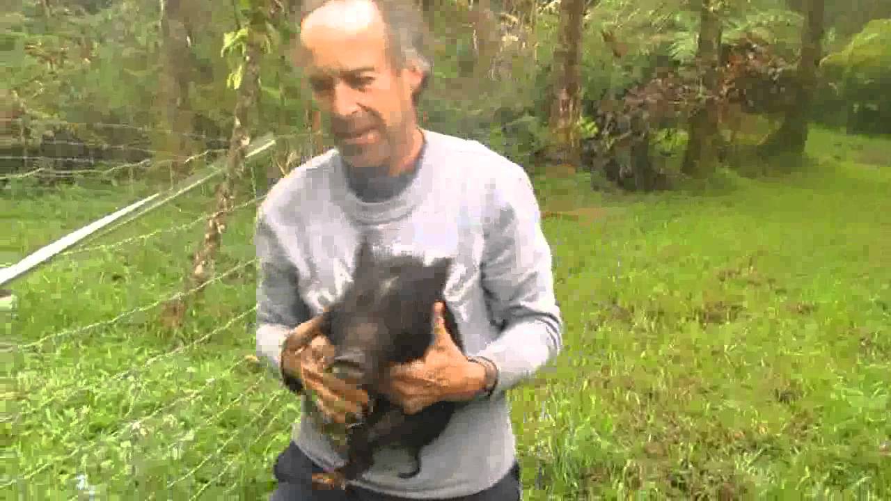 Baby Wild Hawaiian Pig - YouTube
