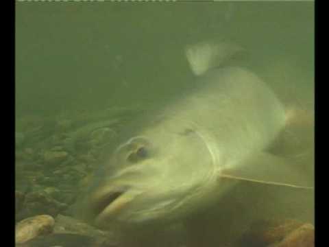 Lenok in Mongolia - YouTube