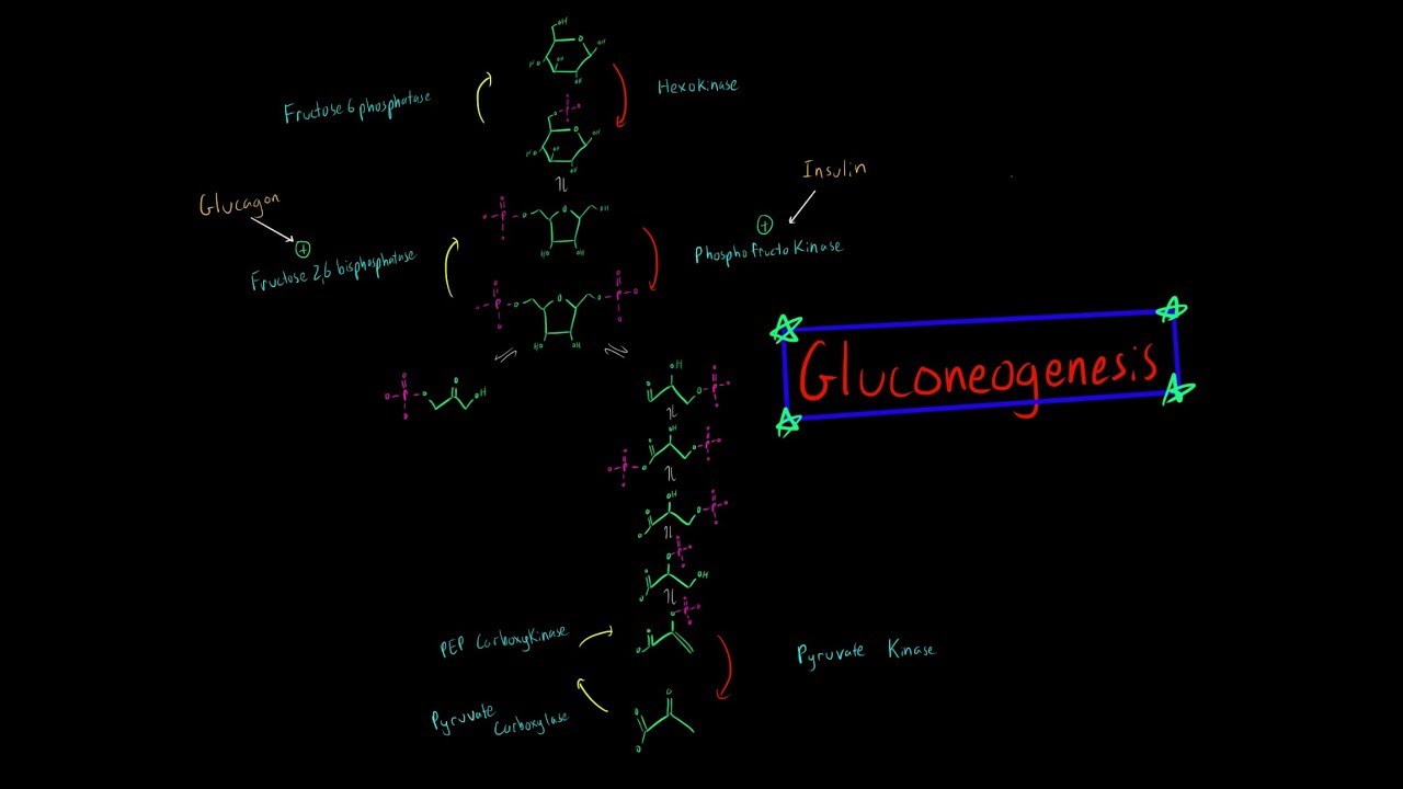 Gluconeogenesis Everything You Need To Know Biochemistry Mcat Youtube