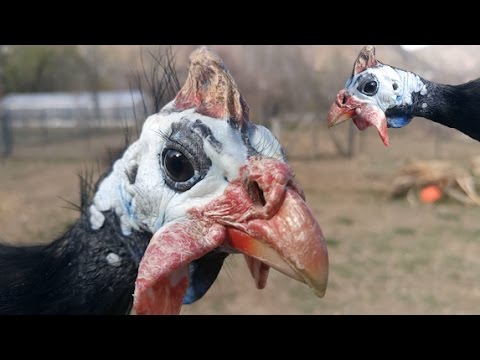 BEÇ / İRAN TAVUĞU | TUHAF, DEĞİŞİK YARATIK!!! - YouTube