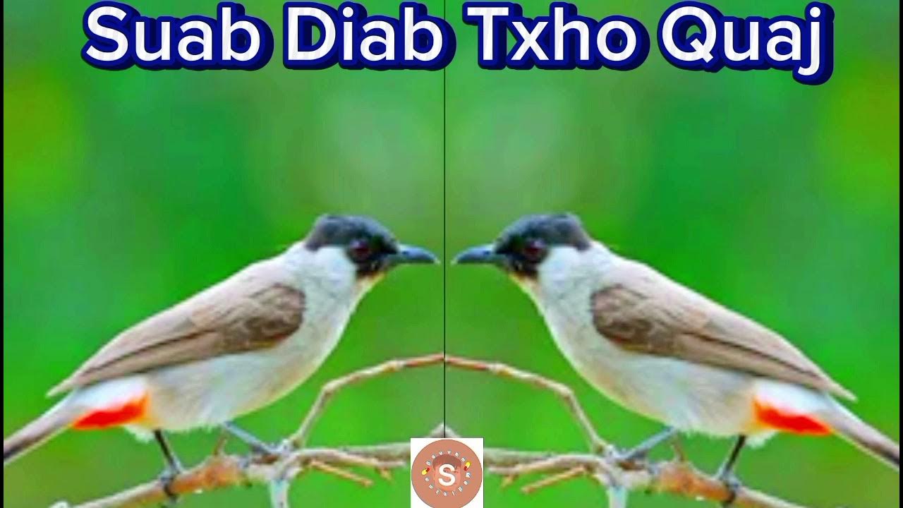Suab noog diab txho quaj dib tuaj zoo heev - YouTube