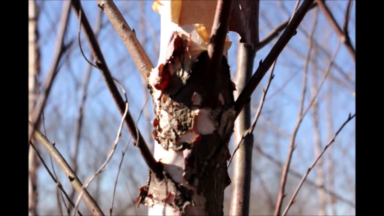 Growing a Multi stemmed Birch Tree - YouTube