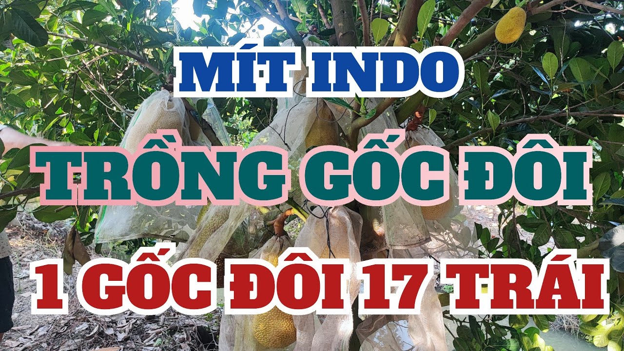 Mít InDo, Trồng Gốc Đôi, 1 Gốc Đôi 17 trái. - YouTube