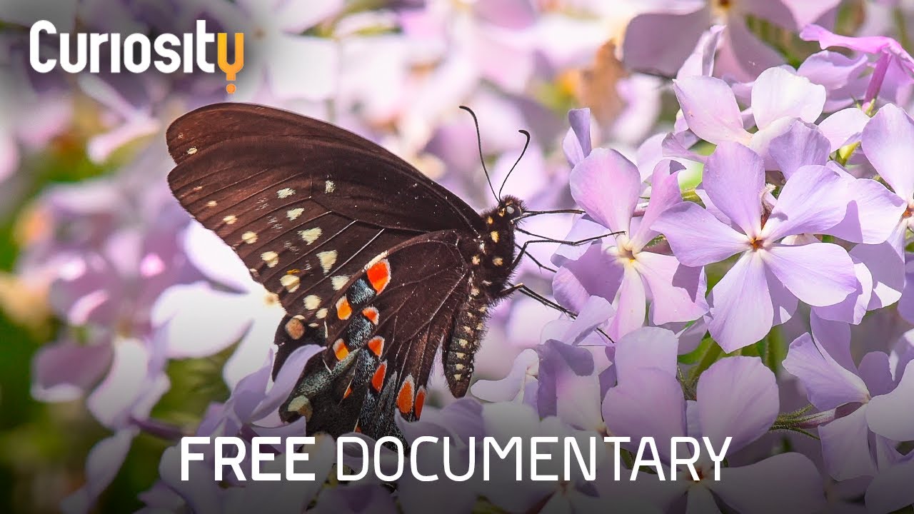 The Effects Of Declining Insect Populations | Bright Now - YouTube