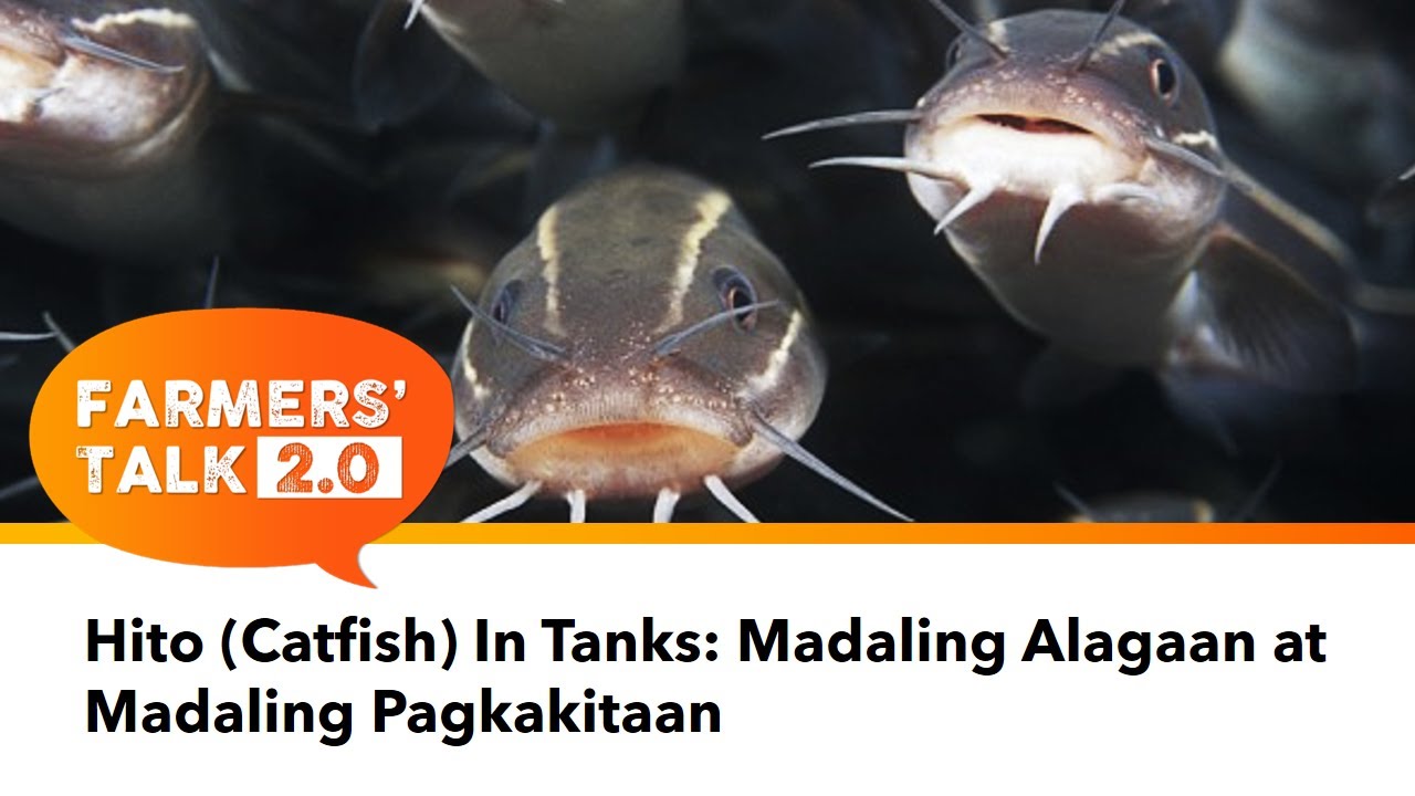 Farmers' Talk 2.0: Hito (Catfish) in Tanks, Madaling Alagaan at ...