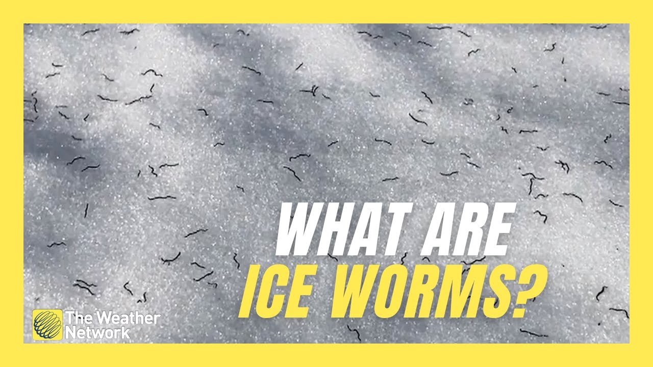 These ‘Ice Worms’ Living on Mountain Glaciers Are Still Largely a ...