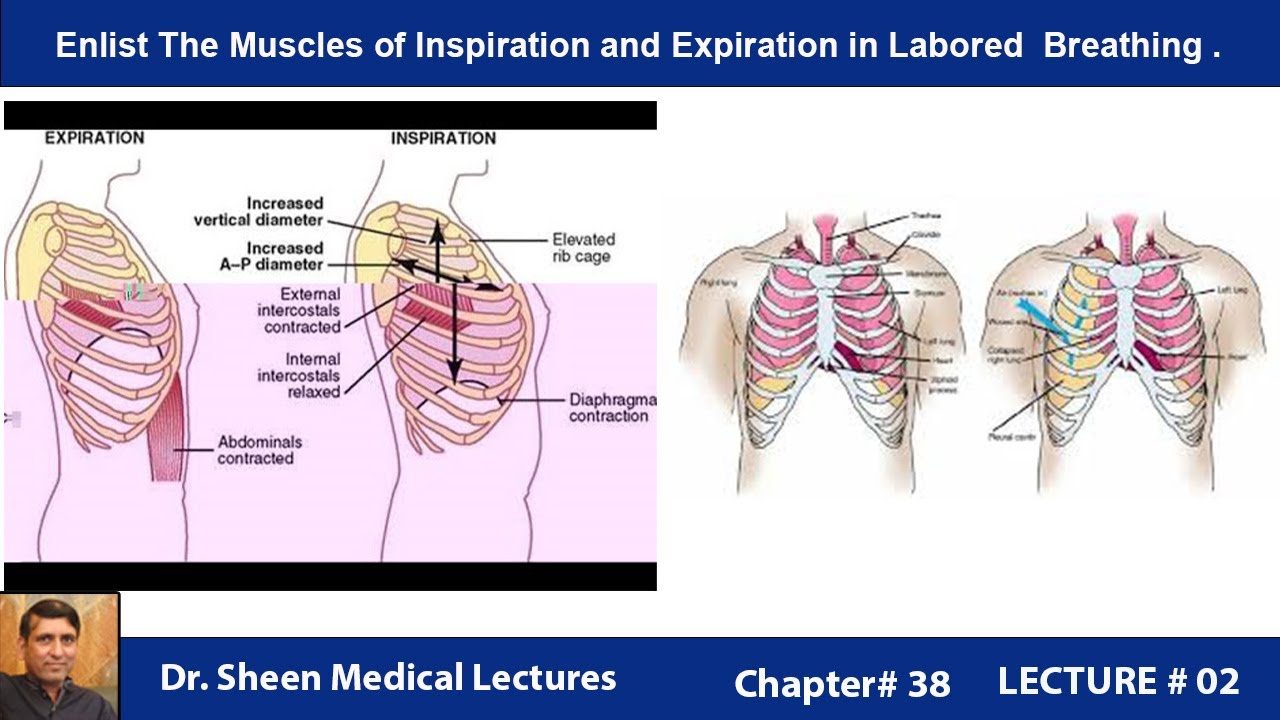 The Muscles of Inspiration and Expiration Labored Breathing. chapter ...