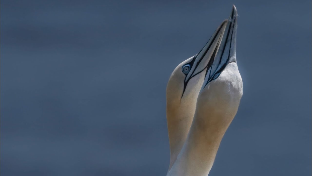 Gannets of bird rock cape st marys Newfoundland Canada Nikon z9 Nikon ...