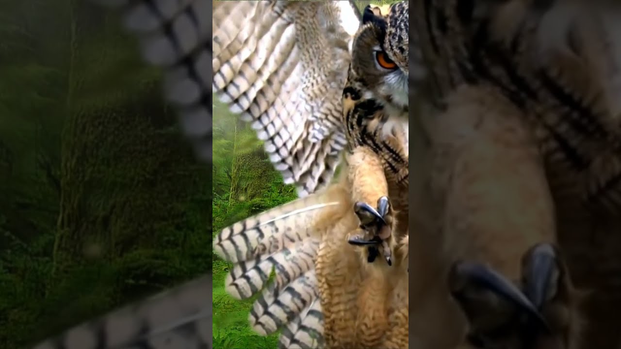 Owl Motion Video Fast #shorts - YouTube