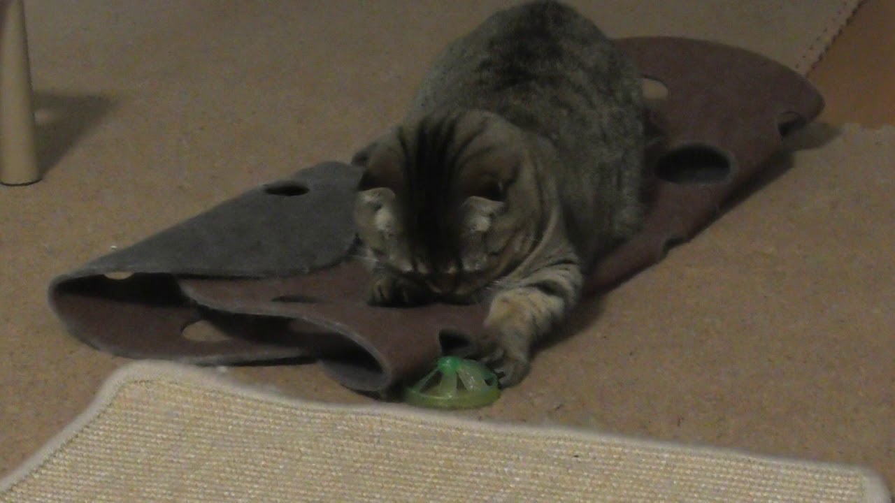 Cute Cats Play with a Propeller Toy （プロペラで遊ぼう） - YouTube