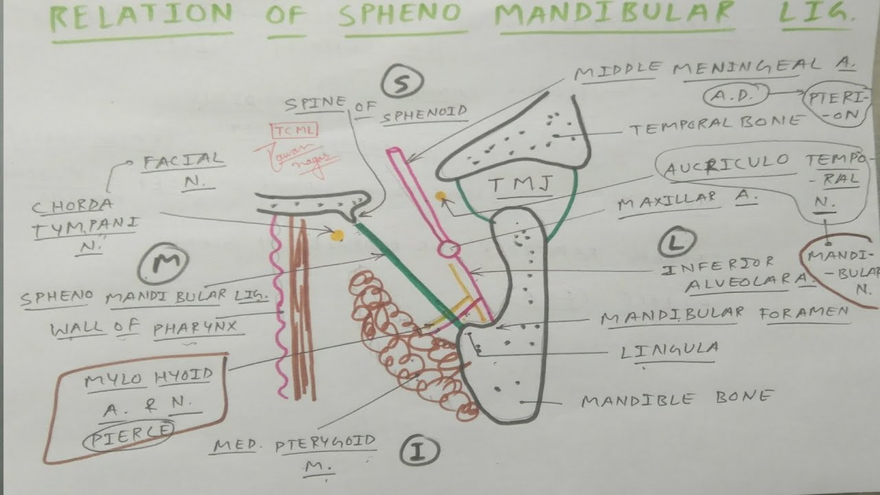 Temporo Mandibular mandibular Joint - 3, Relation of Sphenomandibular ...