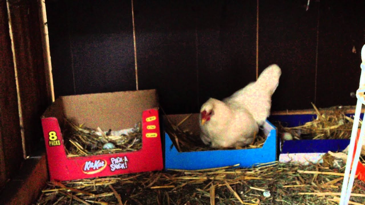 Swan the chicken switches nests - YouTube