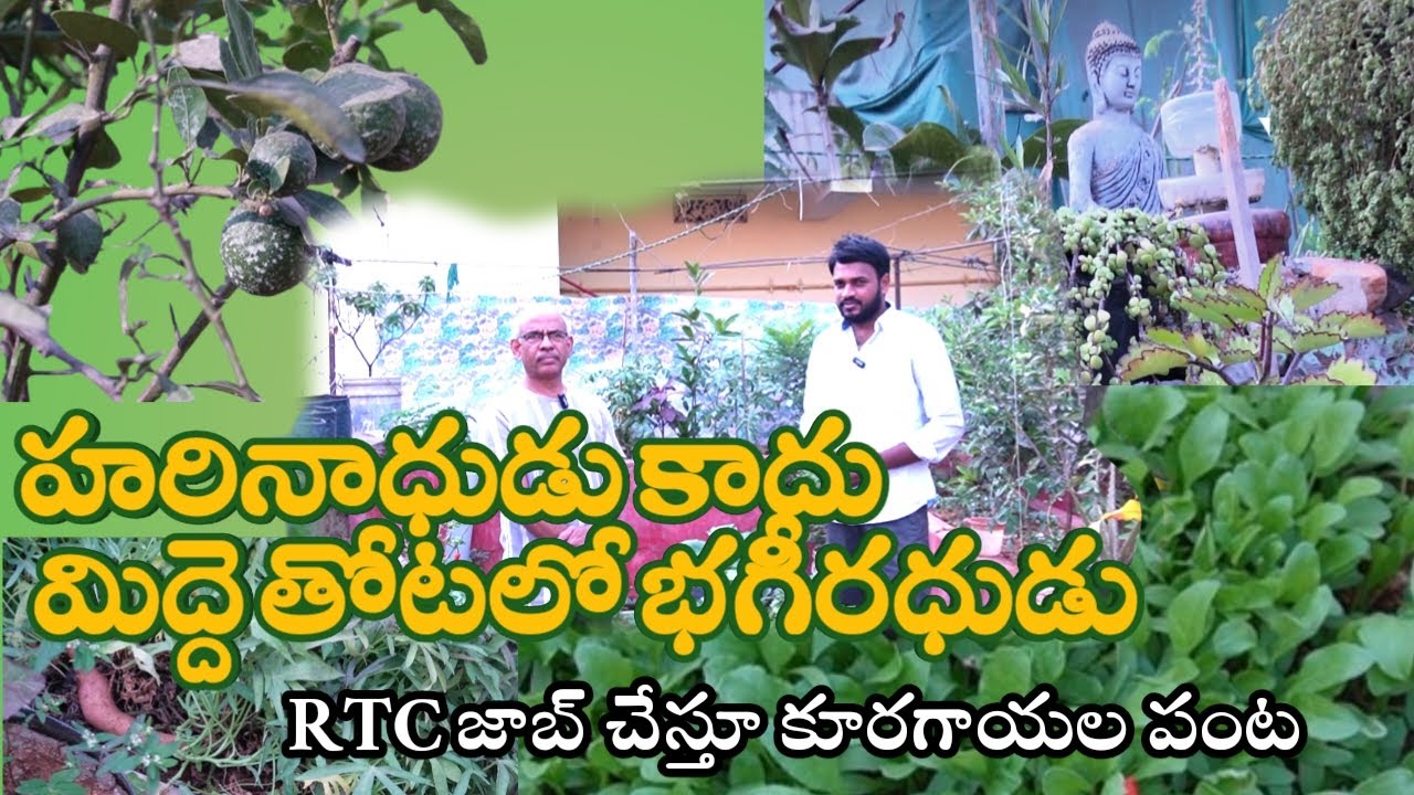 RTC జాబ్ చేస్తూ మిద్దె మీద కూరగాయల పంట |Vegetable crop on rice while ...