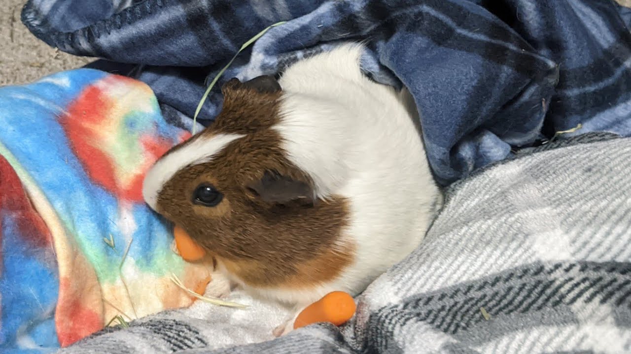 My guinea pigs make a mess while I try to clean - YouTube