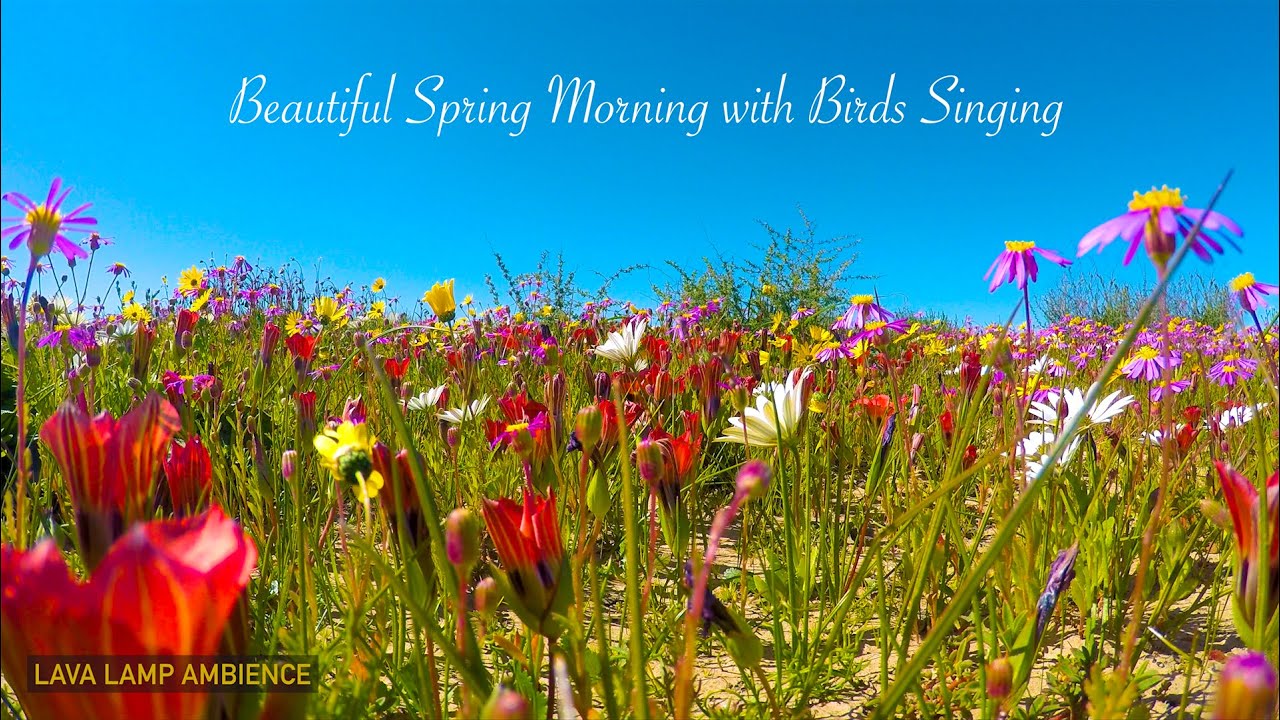 Beautiful Spring Morning with Birds Singing | Ambient Nature Sounds ...